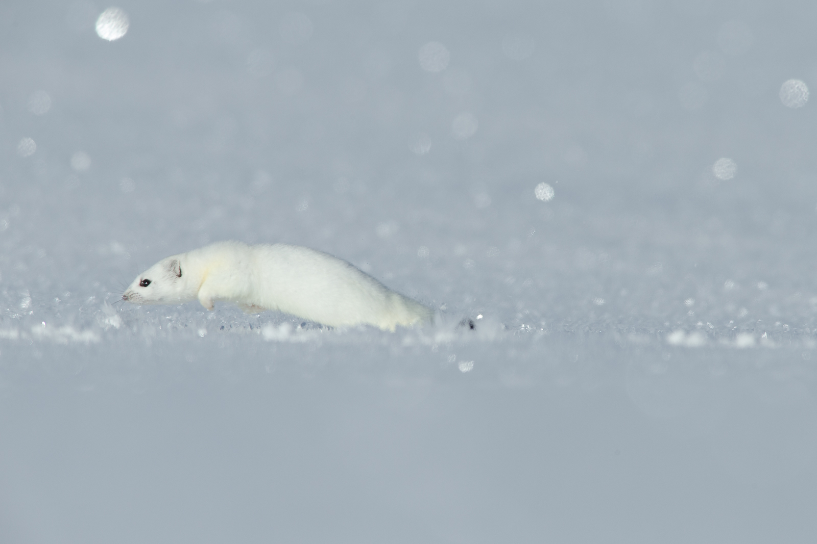 Mustela Erminea