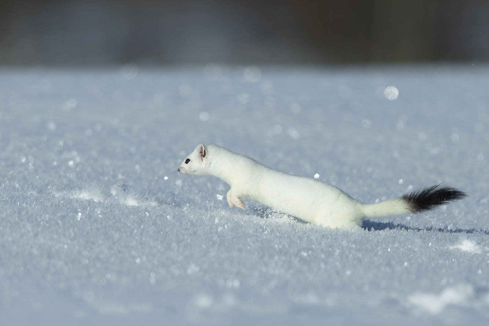 Mustela Erminea