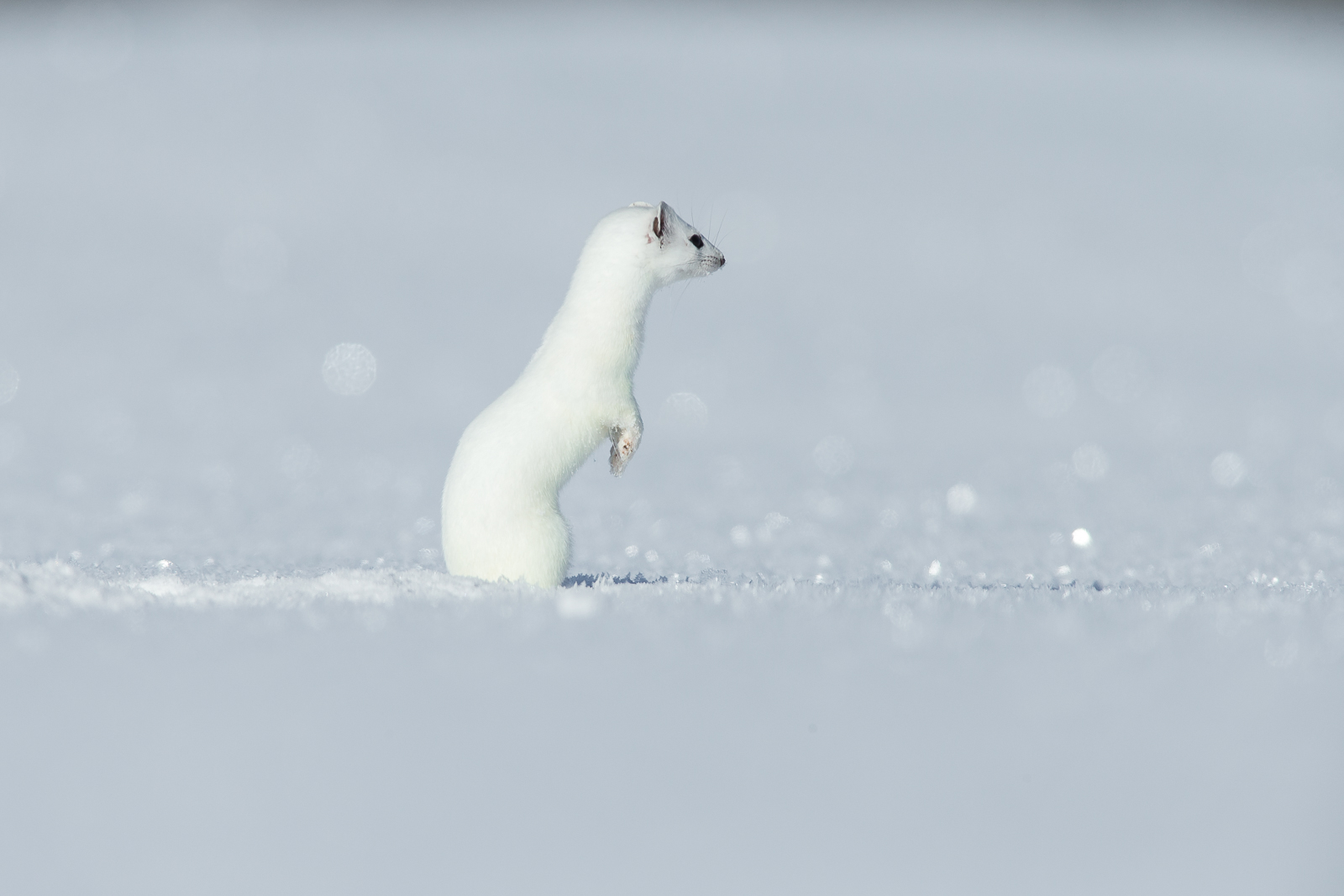 Mustela Erminea
