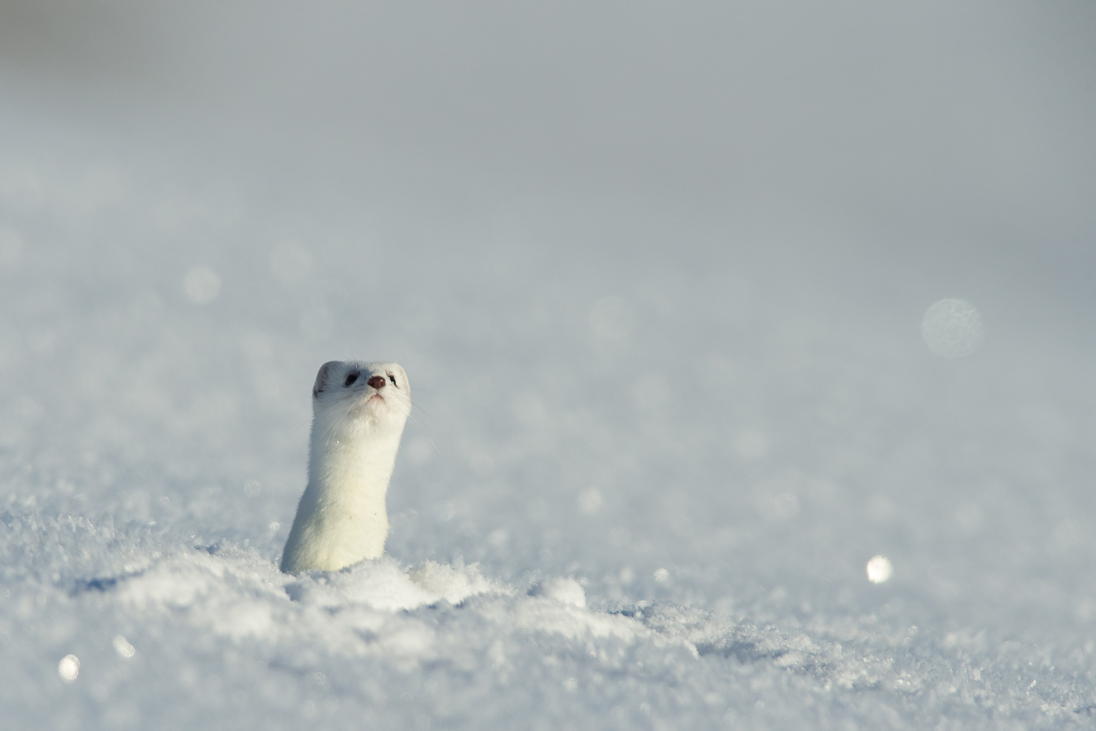 Mustela Erminea